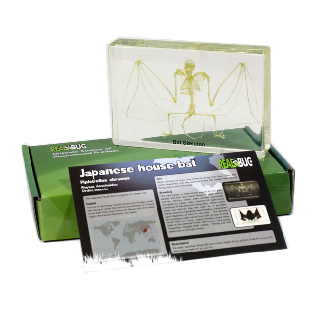 Bat Specimen block | Geyer Instructional Products