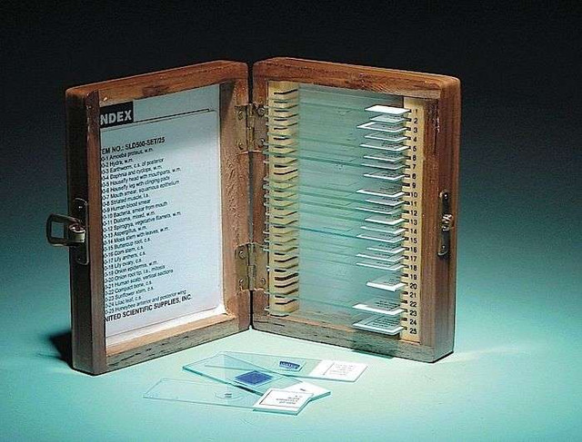 Basic Plant Anatomy Slide, Set of 20 | Geyer Instructional Products