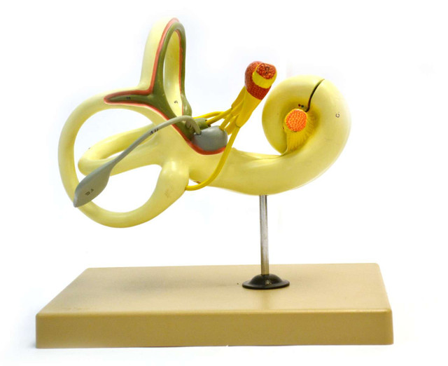 Giant Human Ear Model | Geyer Instructional Products