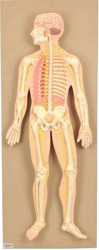 Human Circulatory System Model | Geyer Instructional Products