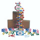 DNA Model, Pre-Assembled | Geyer Instructional Products
