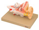 Giant Human Ear Model | Geyer Instructional Products
