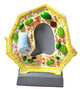 Eisco Labs Plant Cell Model; Free Standing 50 Million Times Enlarged ...