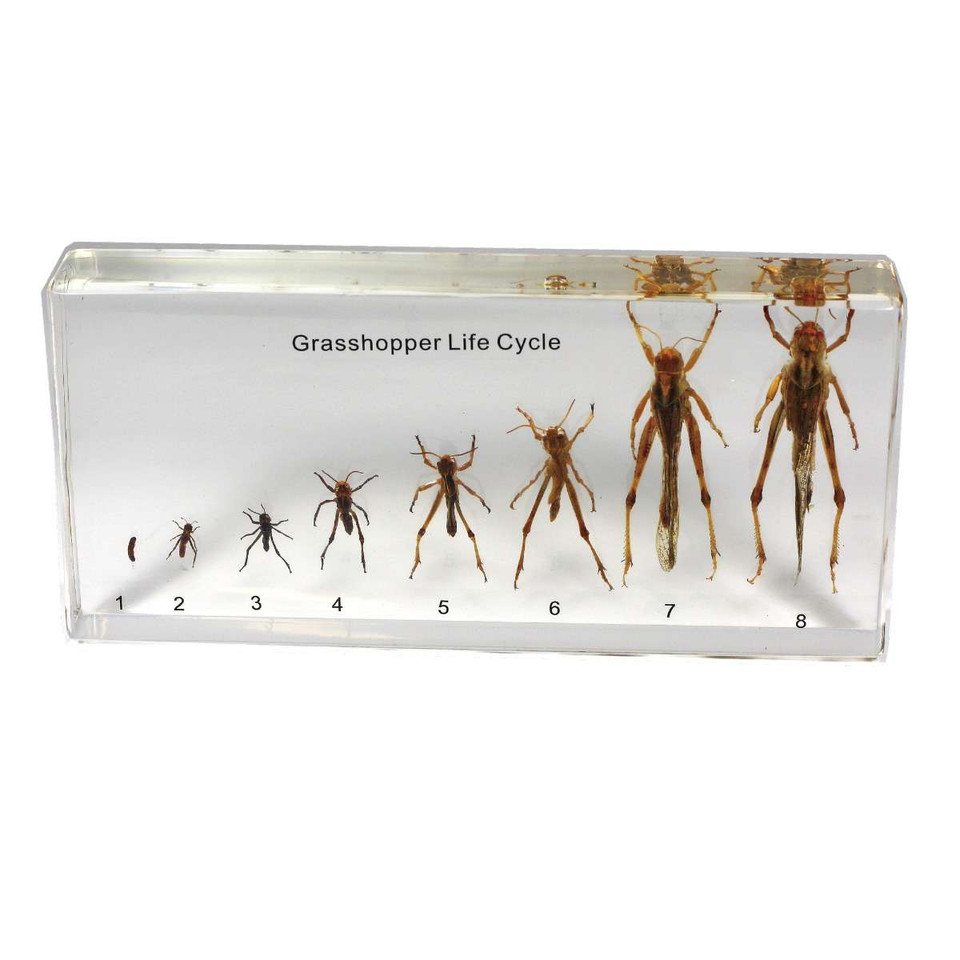 Grasshopper Lifecycle specimen kit | Geyer Instructional Products