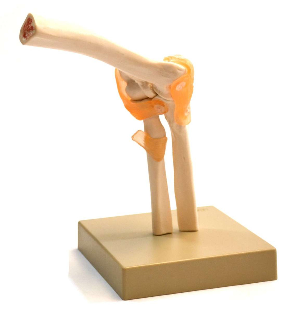 Human Shoulder Joint Model | Geyer Instructional Products