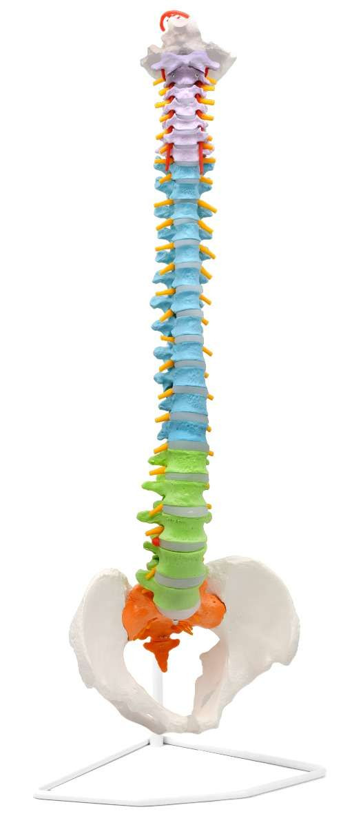 Didactic Colored Human Skull Anatomical Model | Geyer Instructional ...