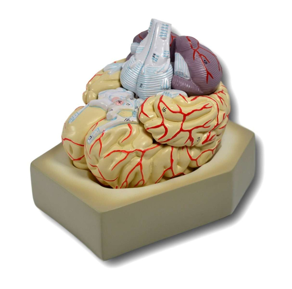 Life-Sized Human Skull Model | Geyer Instructional Products
