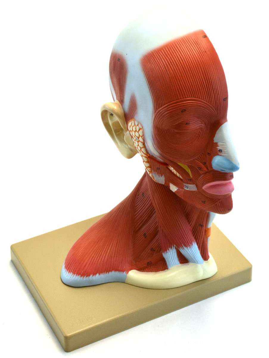 Human Nose Anatomical Model, Longitudinal Section, 2 Times Life Size ...
