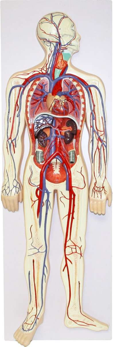 Axis Scientific Human Circulatory System Model Half Life Size Realistic ...