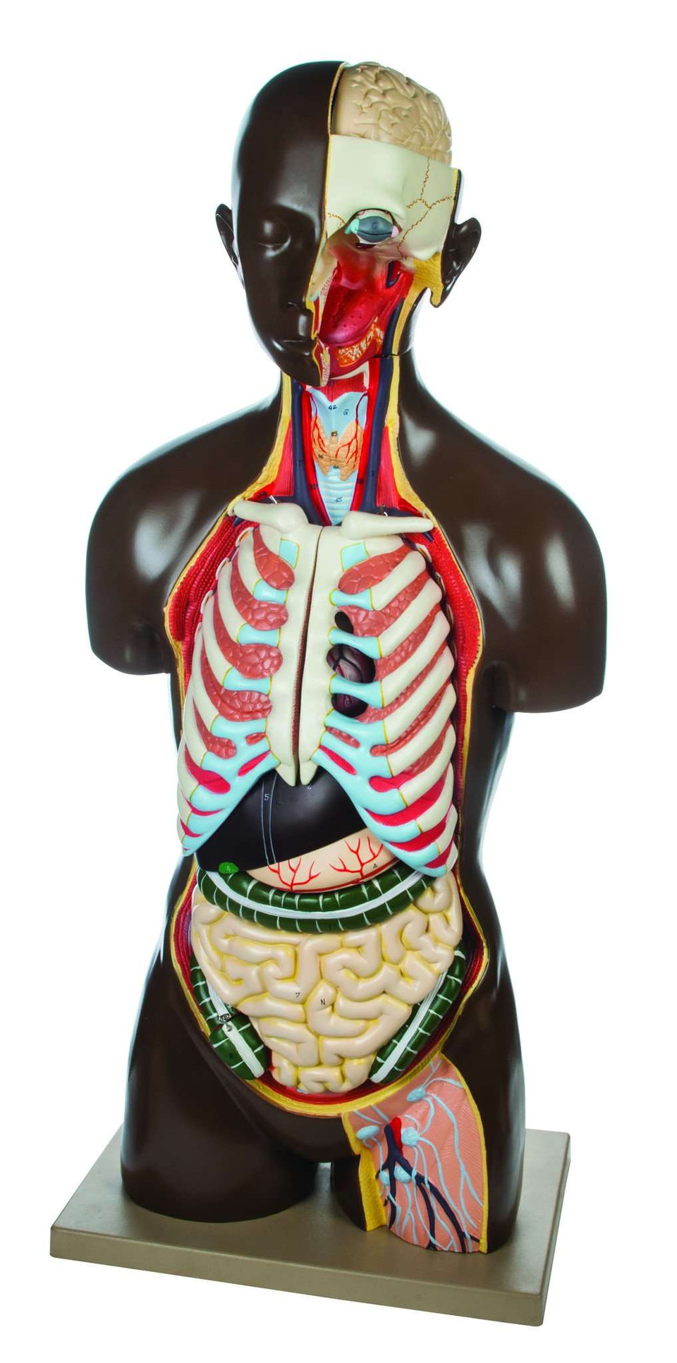 Human Female Life Size Torso Geyer Instructional Products