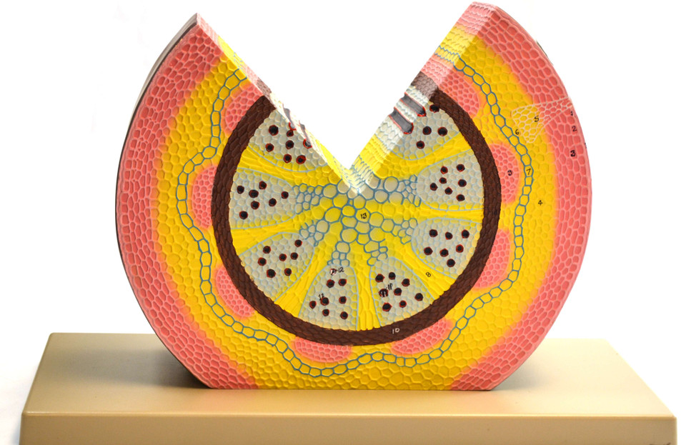 Typical Flower Model - Eisco Labs | Geyer Instructional Products