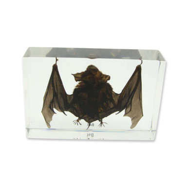 Bat Specimen block | Geyer Instructional Products