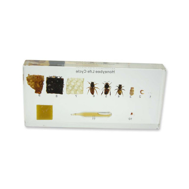 Life Cycle of Honey Bee-Specimen kit | Geyer Instructional Products