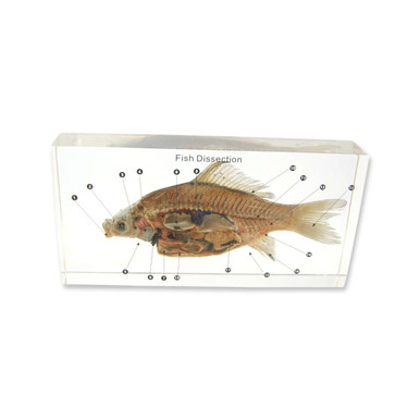 Fish Dissection specimen block | Geyer Instructional Products