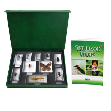 10 Insect Orders-specimen blocks | Geyer Instructional Products