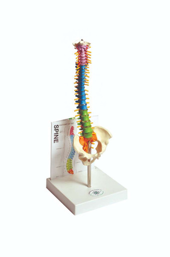 Human Small Spine Model with Fold-Out Guide | Geyer Instructional Products