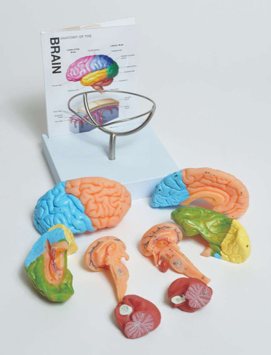 Human Brain Model, 8-Part | Geyer Instructional Products
