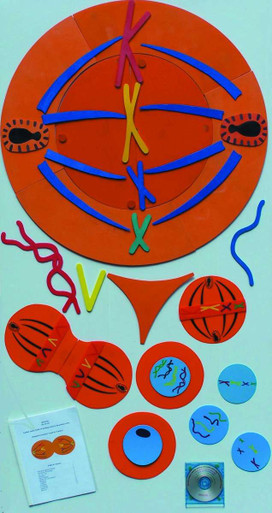 Mitosis Manipulatives Kit | Geyer Instructional Products