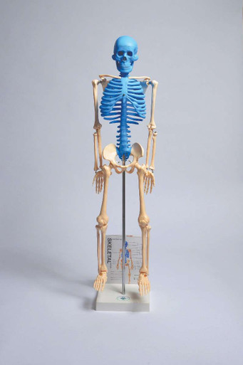 Human Skeleton Model with Fold-Out Guide | Geyer Instructional Products