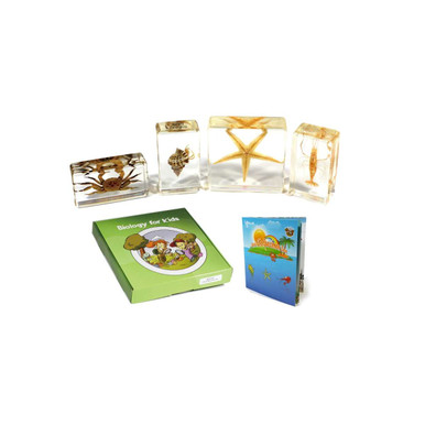 Sea Life Specimen Set: Starfish,Shrimp, Soldier Crab & Crab | Geyer ...