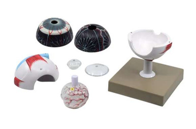 Human Eye Model, 7 Parts, 3 Times Enlarged - Hand Painted | Geyer ...