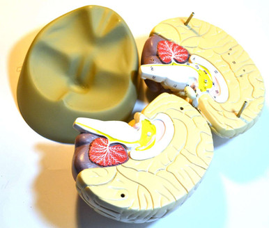 Detailed Human Brain Model; 2 Parts | Geyer Instructional Products