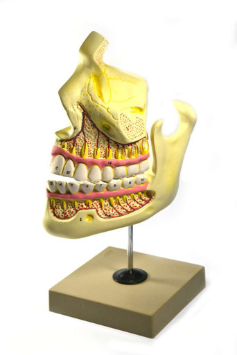 Upper and Lower Jaw Model- 4 Times Enlarged - Mounted on stand | Geyer ...