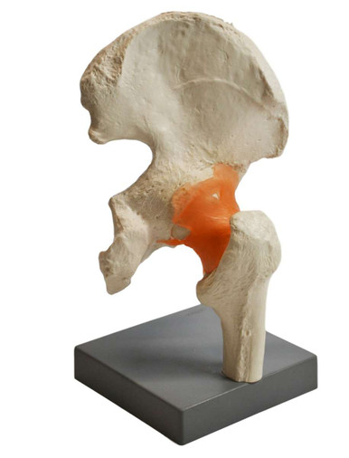 Premium Hip Joint Model | Geyer Instructional Products