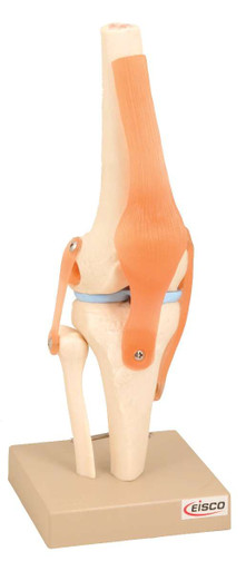 Functional Human Knee Model | Geyer Instructional Products