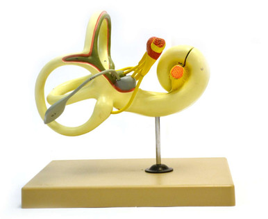 Human Ear Labyrinth Model | Geyer Instructional Products