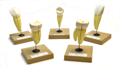 Human Teeth Model Set | Geyer Instructional Products