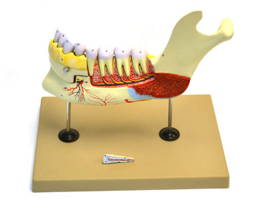 Lower Human Jaw Model | Geyer Instructional Products