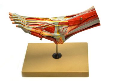 Muscles & Ligament of Foot and Ankle Model | Geyer Instructional Products