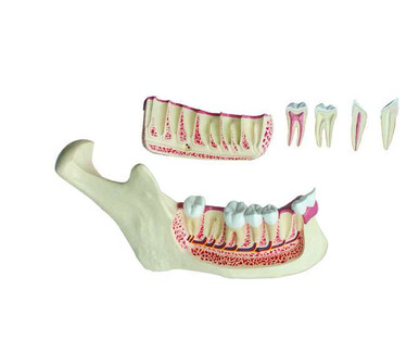 Lower Jaw Model | Geyer Instructional Products