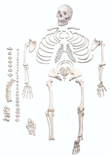 Disarticulated Human Skeleton | Geyer Instructional Products