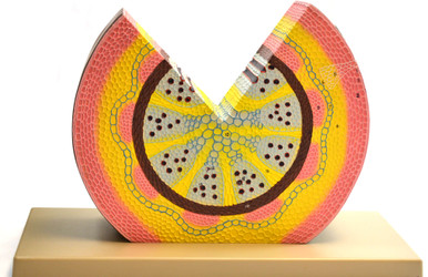 Dicot Stem Model - Eisco Labs | Geyer Instructional Products