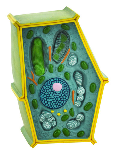 Eisco Labs Plant Cell Model; Free Standing 50 Million Times Enlarged ...