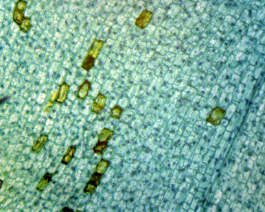 Prepared Microscope Slide, Elodea Submerged Leaf; Whole-mount ...