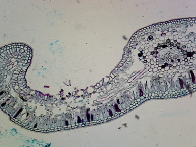 Prepared Microscope Slide, Cycas (Gymnosperms) Leaf; Cross Section