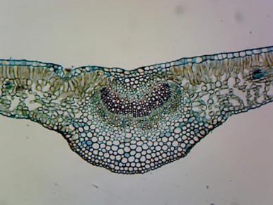Prepared Microscope Slide, Pine (Gymnosperms) Young Stem; Cross Section