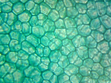 Prepared Microscope Slide, Ulva (Sea Lettuce) Thallus; Section