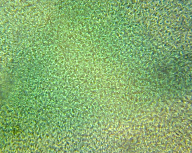 Prepared Microscope Slide, Ulva (Sea Lettuce) Thallus; Whole-mount