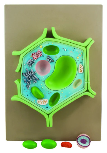 4-Part Detailed Plant Cell Model for Educational Use