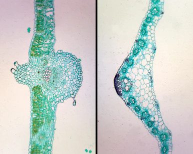 Prepared Microscope Slide Monocot and Dicot Leaf Comparison; Cross Section