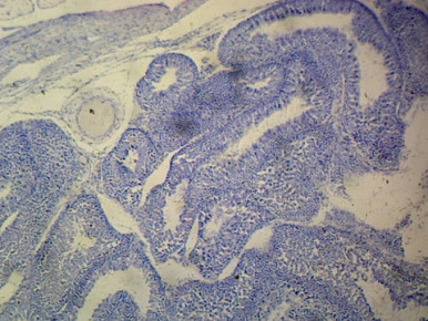 Prepared Microscope Slide, Testis; Section