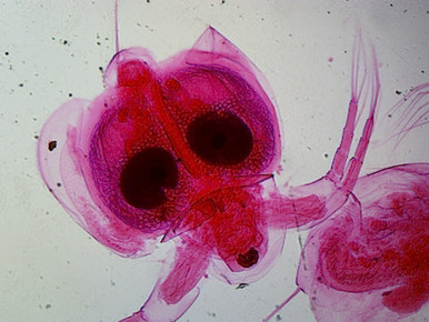 Prepared Microscope Slide, Cyclops (Arthropod, Crustacean); Whole-mount