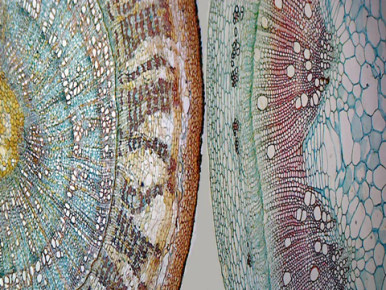 Prepared Microscope Slide, Herbaceous (Sunflower) and Woody (Basswood ...