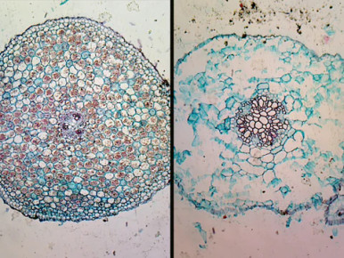 Prepared Microscope Slide, Herbaceous (Buttercup) and Woody (Linden ...