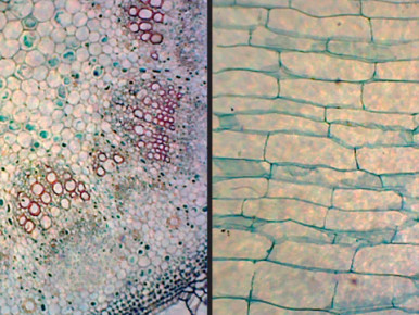 Prepared Microscope Slide, Sunflower (Helianthus) Young Stem; Cross ...