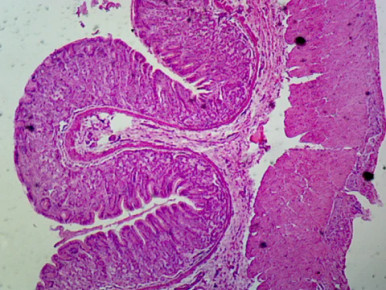 Prepared Microscope Slide, Stomach Regions Composite; Showing Cardiac ...